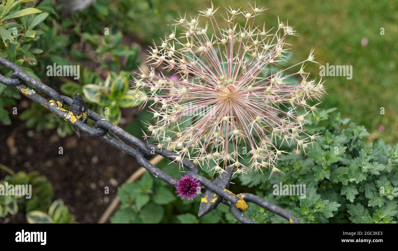 Close up of an allium in a garden border Stock Photo - Alamy