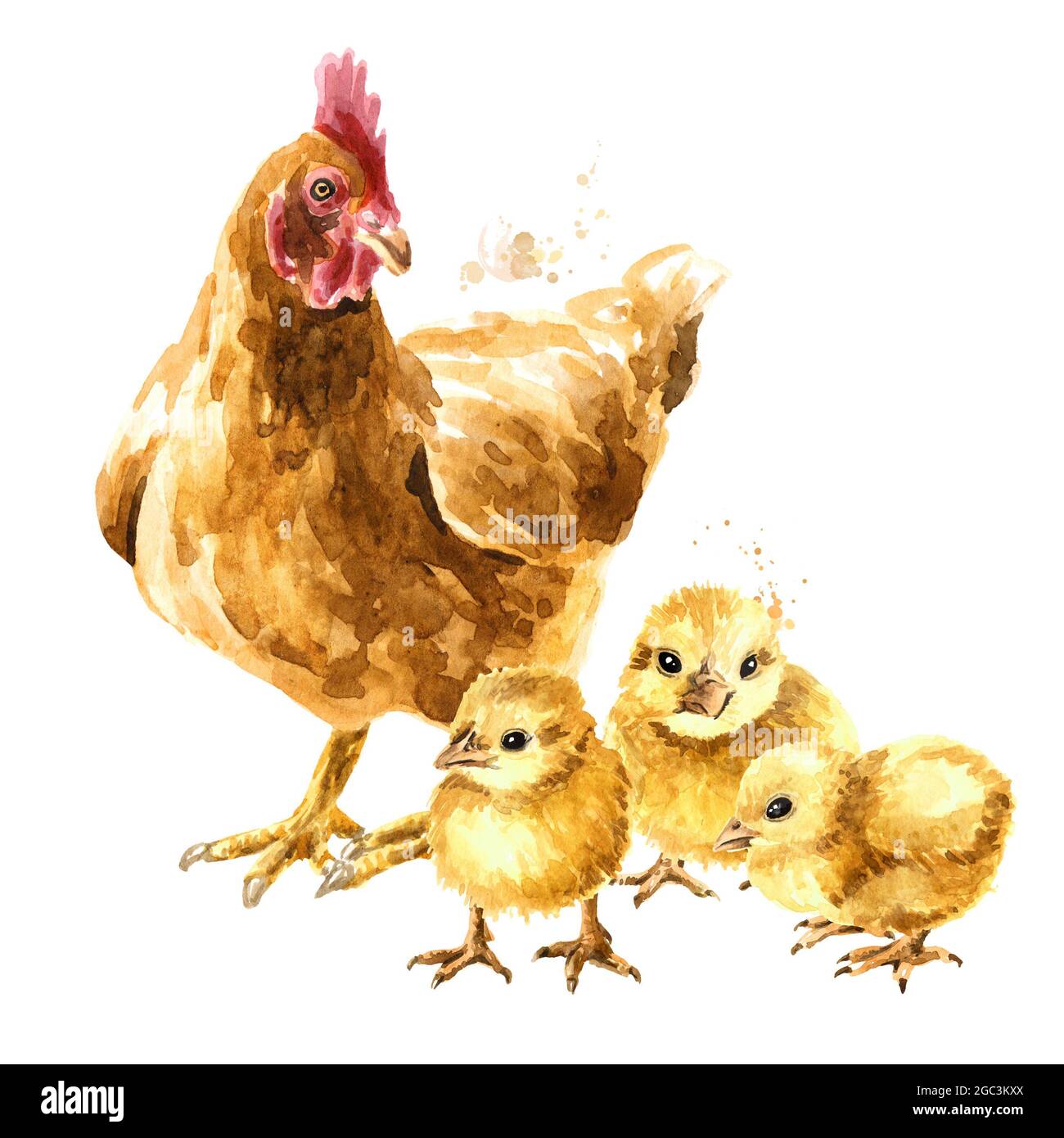 Hen and small yellow fluffy Chicks, Hand drawn watercolor illustration ...