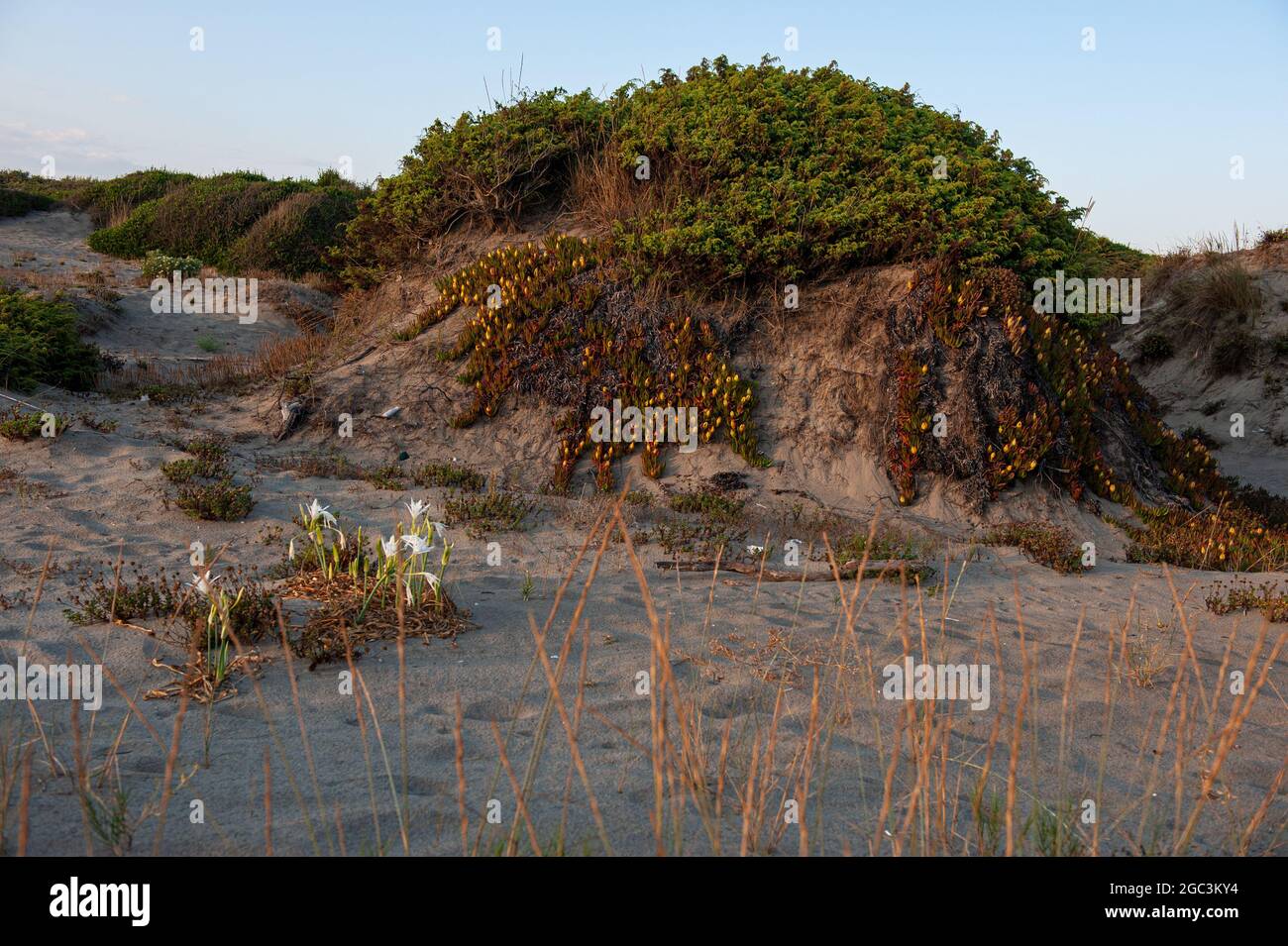 Ostia Rome, Italy 21/07/2021: Capocotta beach. © Andrea Sabbadini Stock ...