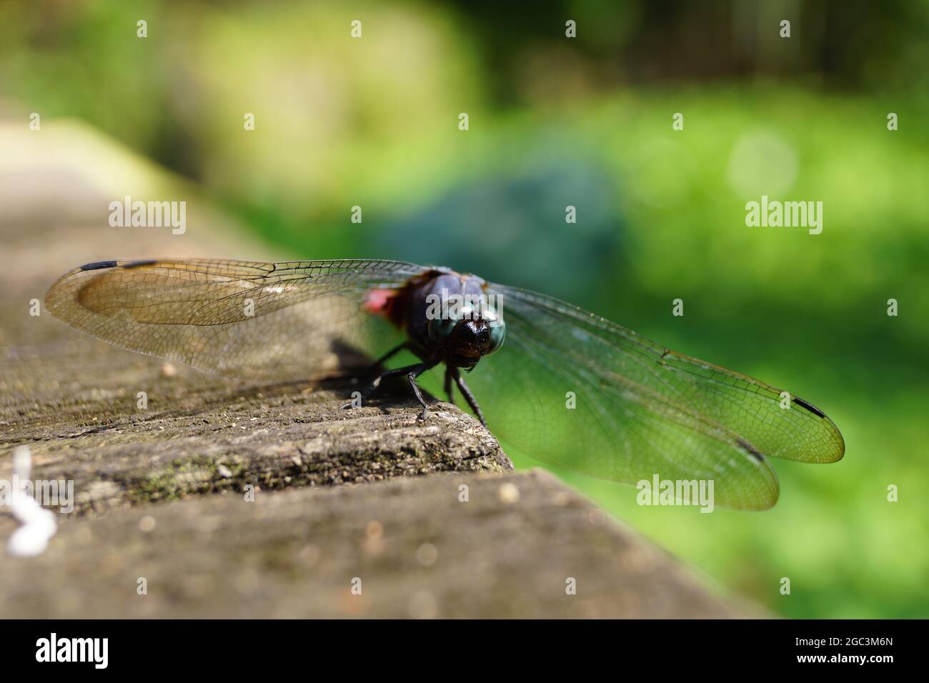 Taiwan Insects High Resolution Stock Photography and Images - Alamy