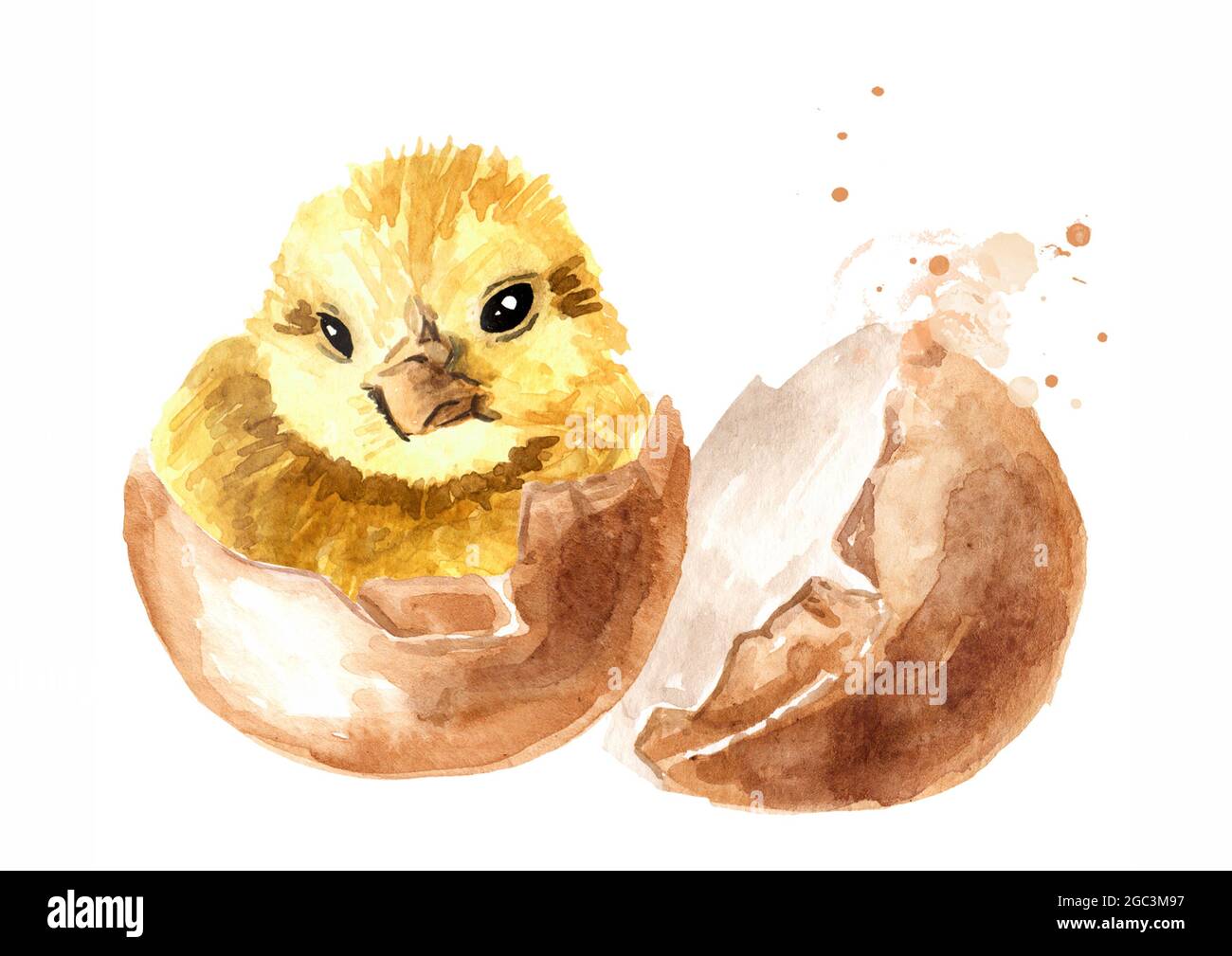 Newborn small fluffy yellow chicken hatched from an egg, Hand drawn ...