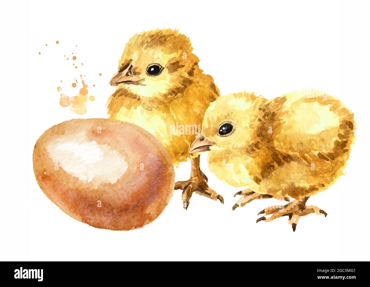 Two Small Fluffy Yellow Chickens And The Egg Hand Drawn Watercolor