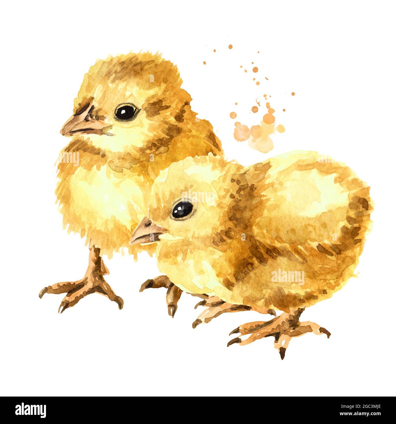 Two small fluffy yellow chickens, Hand drawn watercolor illustration ...