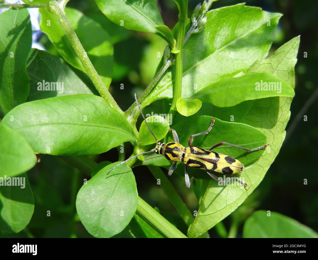 Asian longhorn beetle hi-res stock photography and images - Alamy