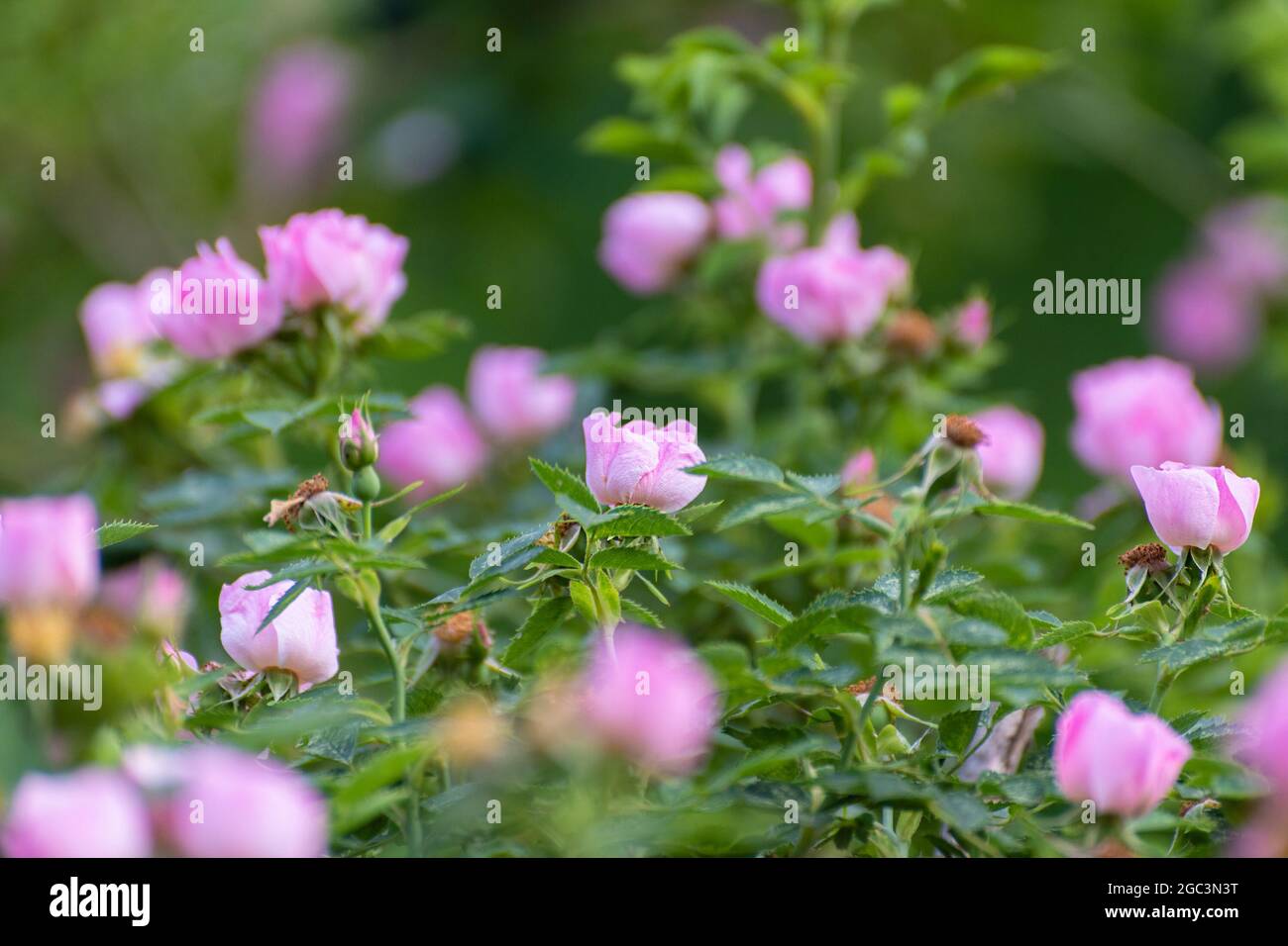 Stagger bush hi-res stock photography and images - Alamy