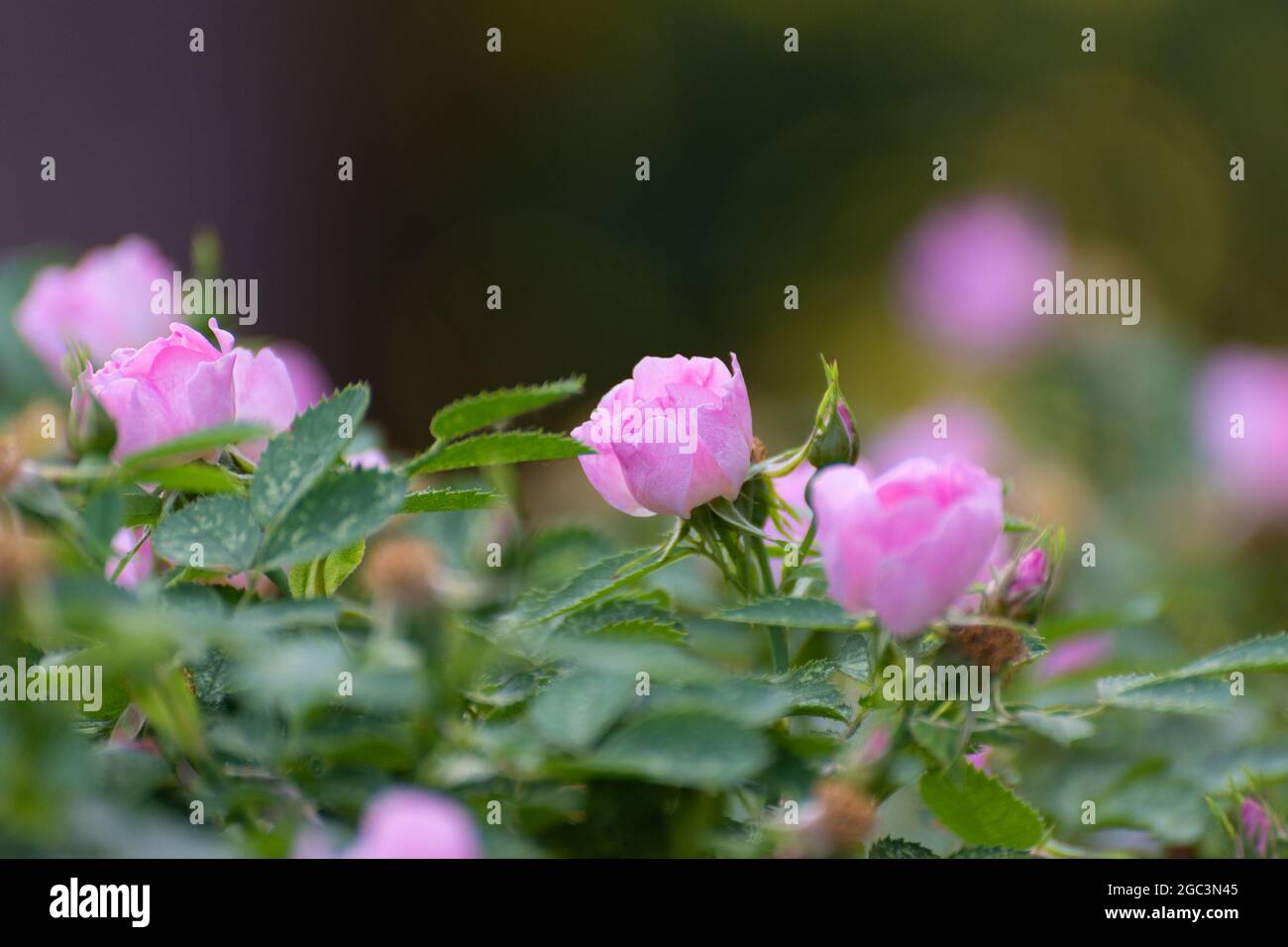 Bush of small flowers hi-res stock photography and images - Alamy