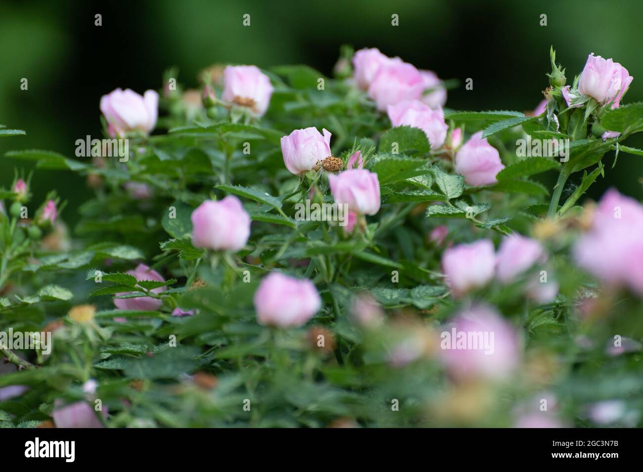 Stagger bush hi-res stock photography and images - Alamy