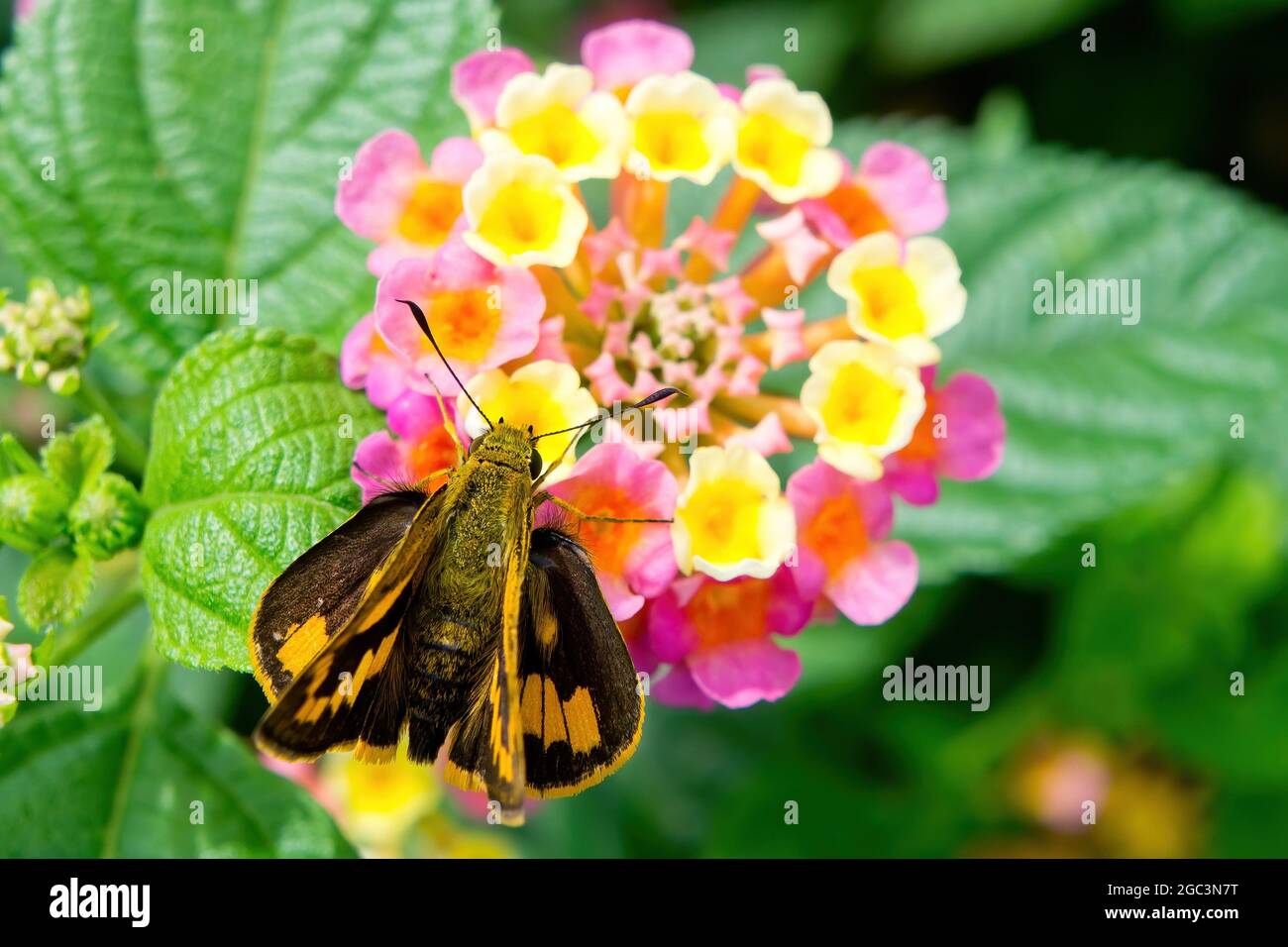 Lesser dart butterfly hi-res stock photography and images - Alamy