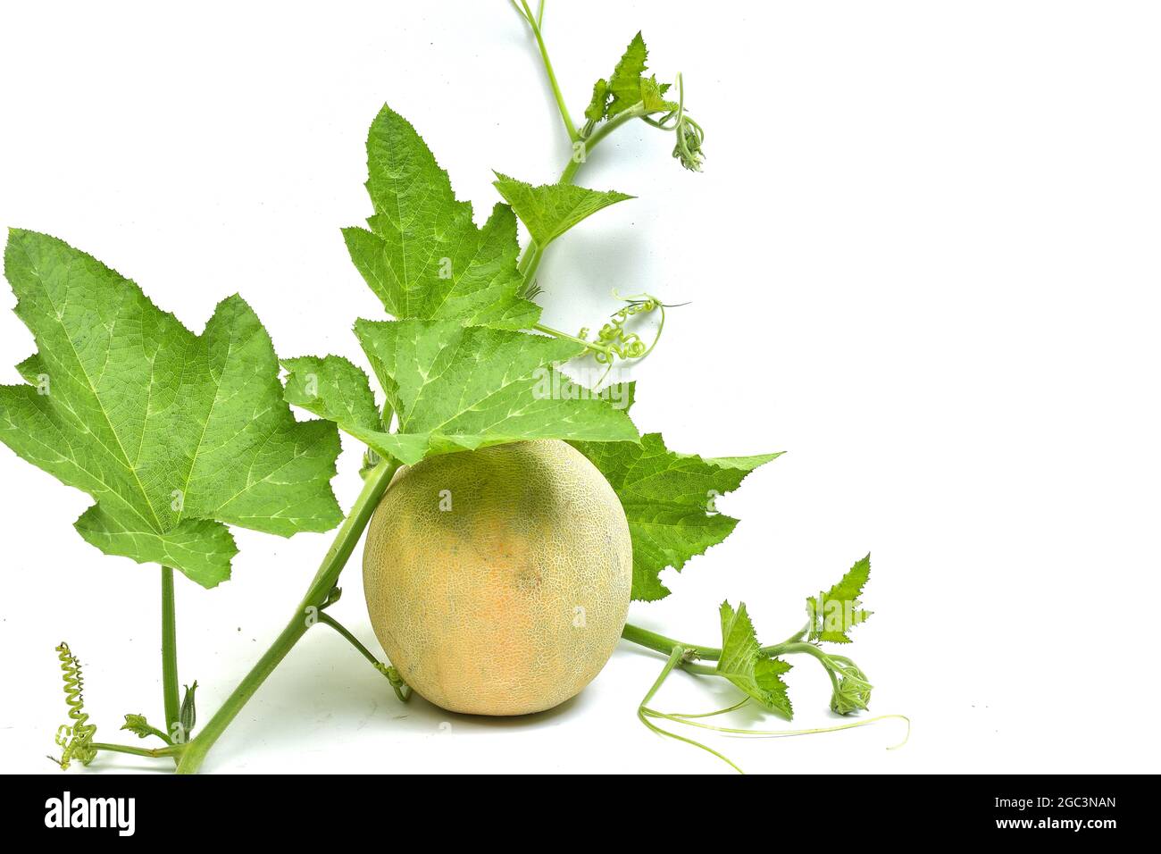 Galia melon whole and half piece composition isolated on white ...