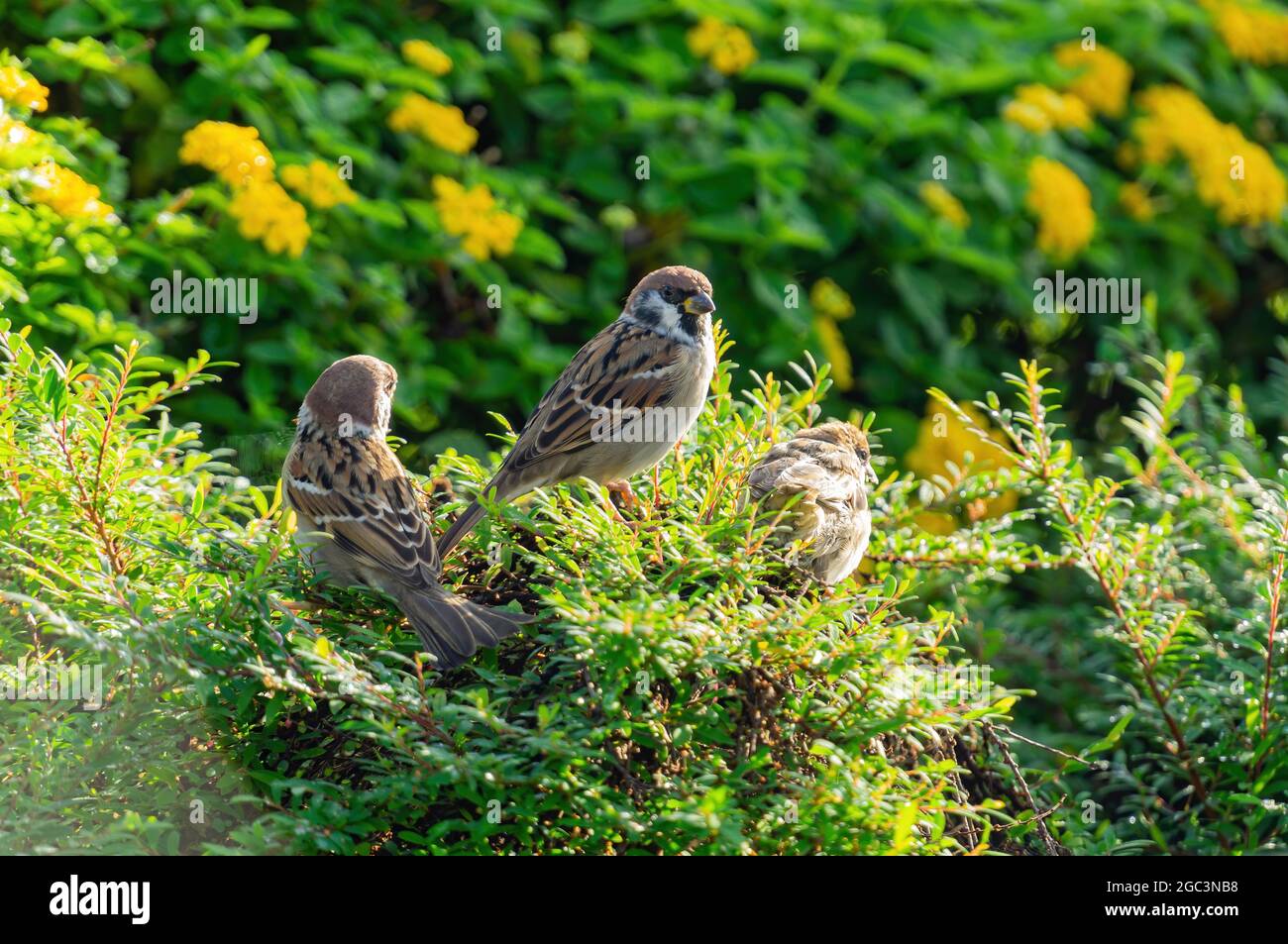 Close up shot of three sparrow on a plant at Taiwan Stock Photo - Alamy