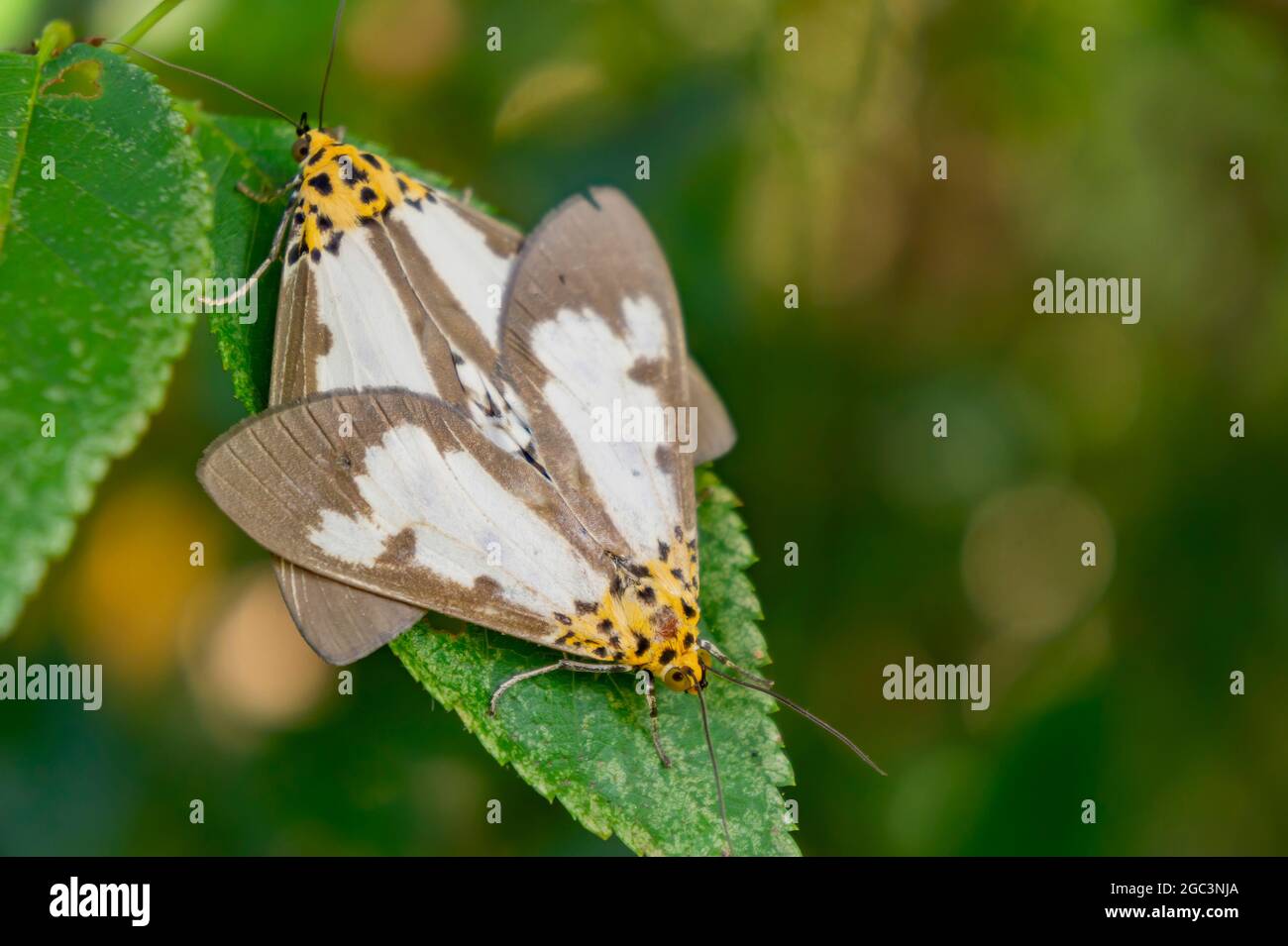Two moths mating hi-res stock photography and images - Alamy