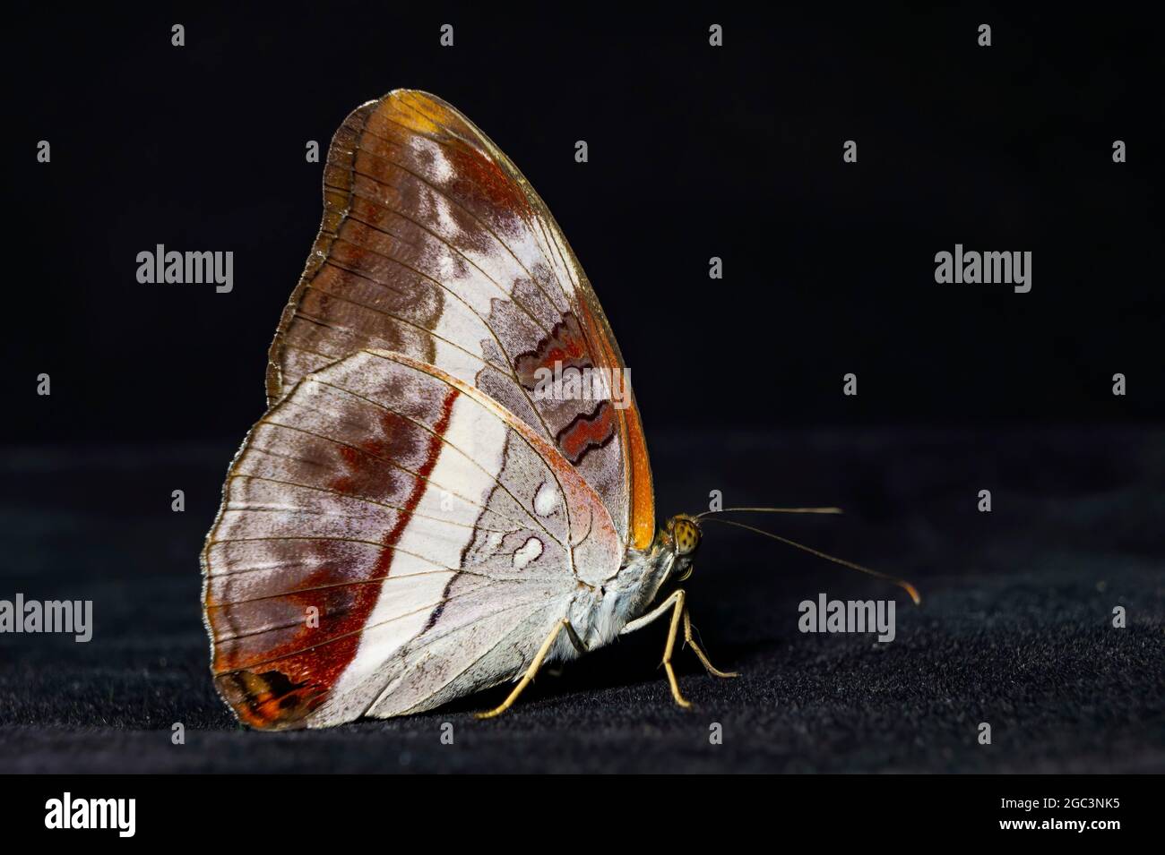Close up shot butterflies hi-res stock photography and images - Alamy