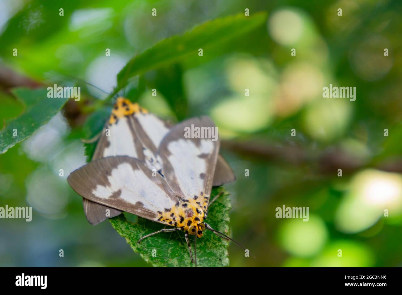 Close up shot of two Asota moth mating at Taiwan Stock Photo - Alamy