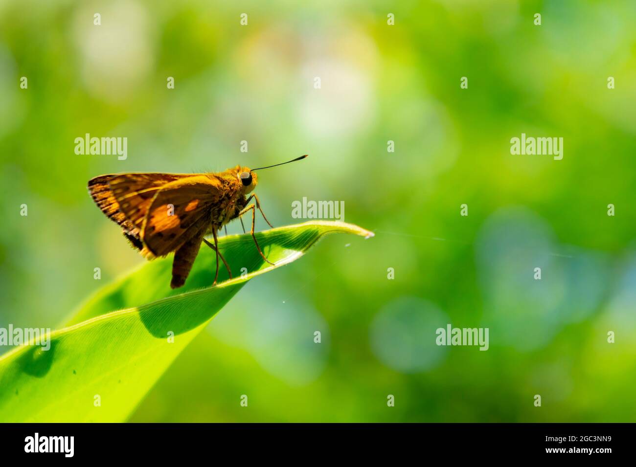 Lesser dart butterfly hi-res stock photography and images - Alamy