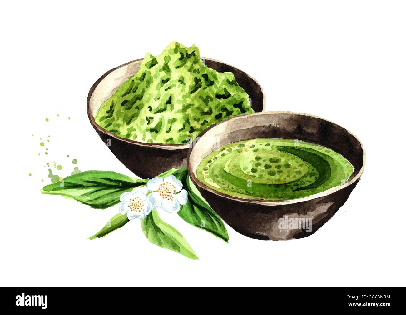 Organic green Matcha tea. Watercolor hand drawn illustration, isolated ...