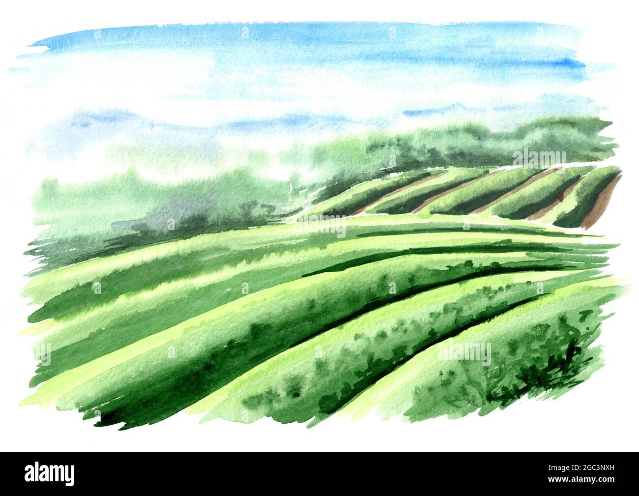 Scenery of tea plantation. Hand drawn watercolor illustration Stock ...