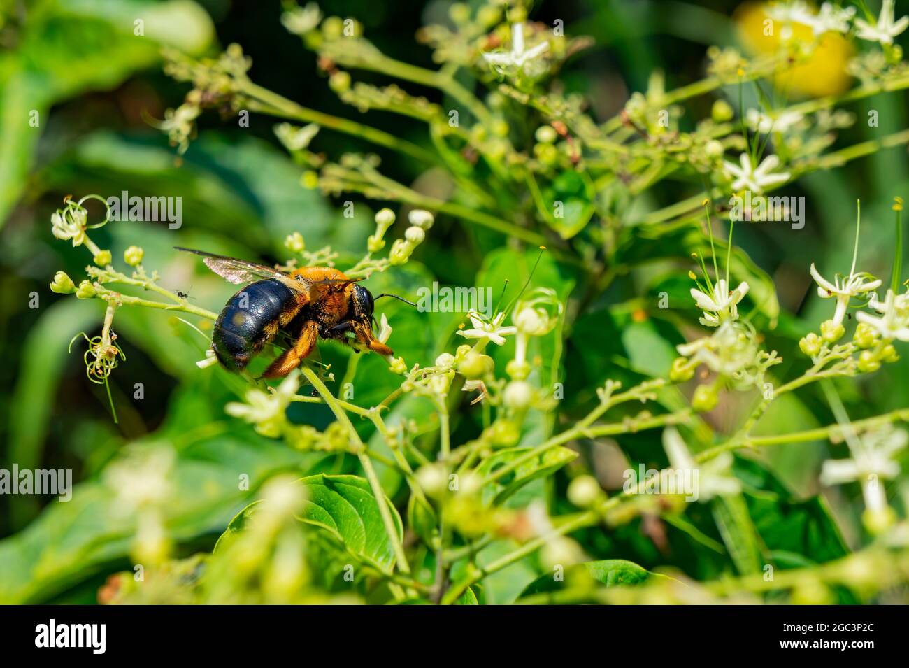 Close up shot of a Carpenter bee at Taiwan Stock Photo - Alamy