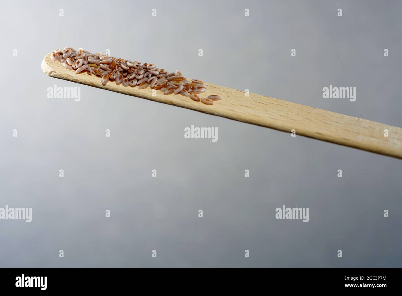 Indian flea seeds photographed in the studio against a black background ...