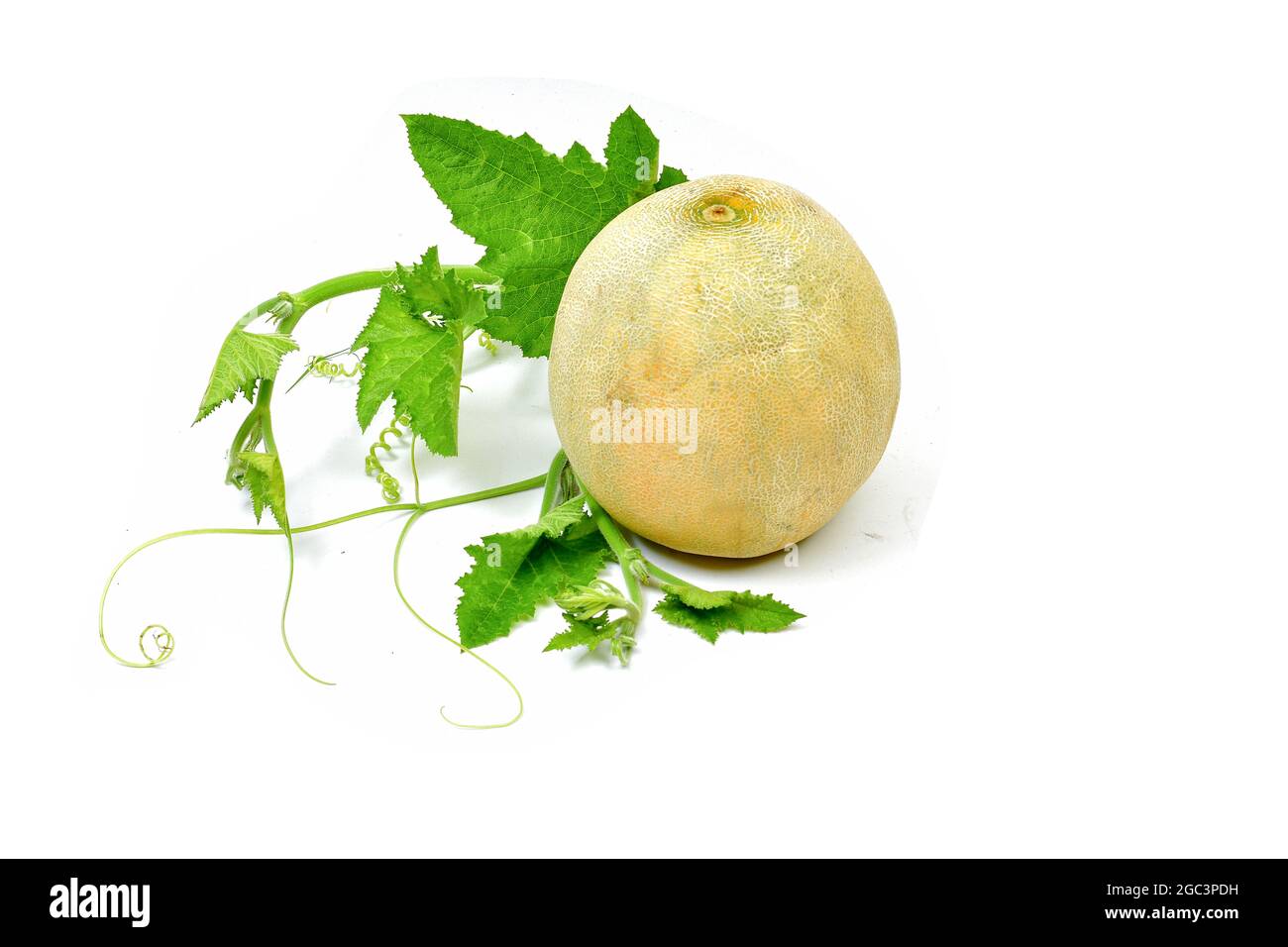 Galia melon whole and half piece composition isolated on white ...