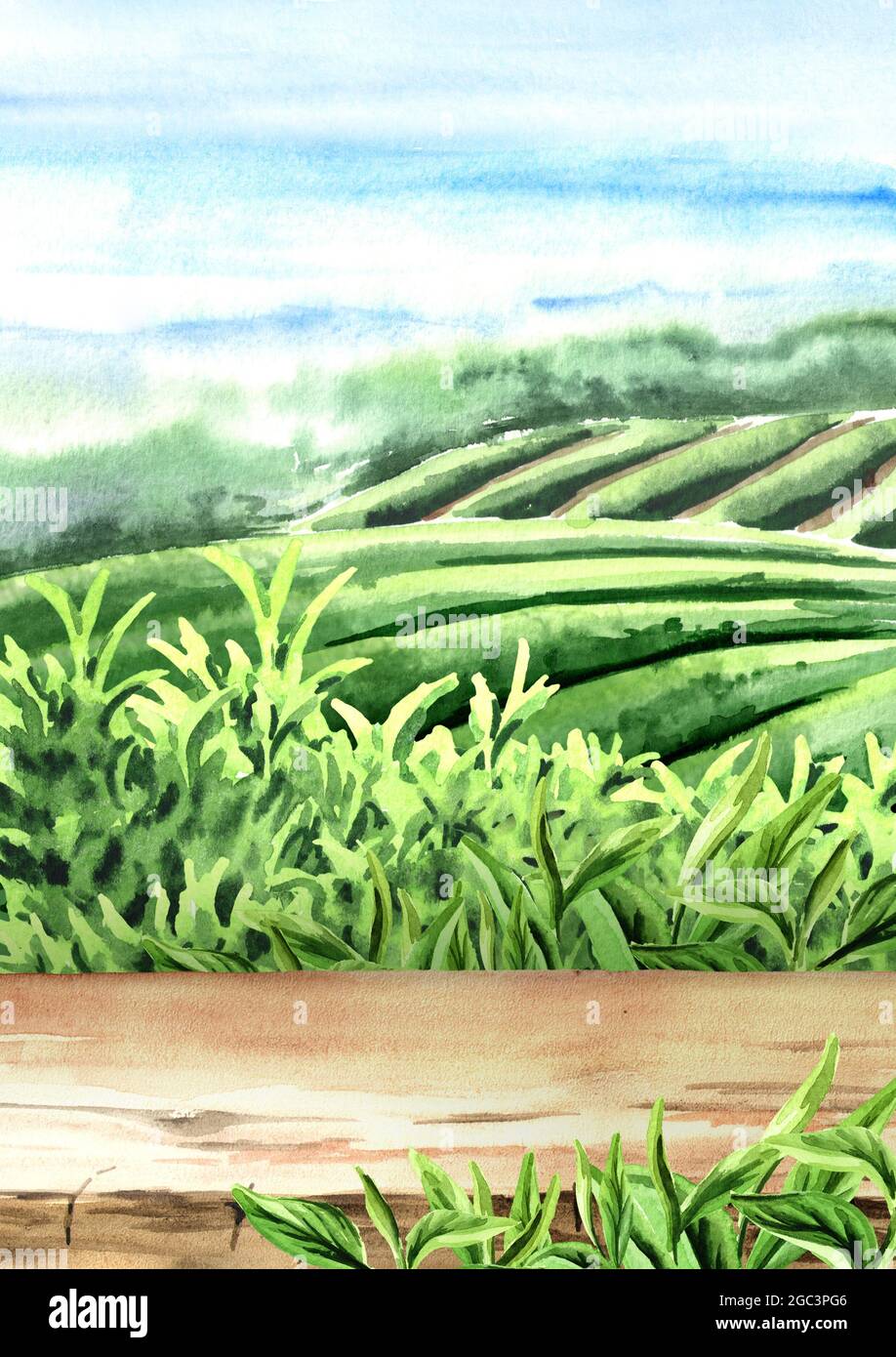 Wood floor on tea plantation. Hand drawn vertical watercolor ...
