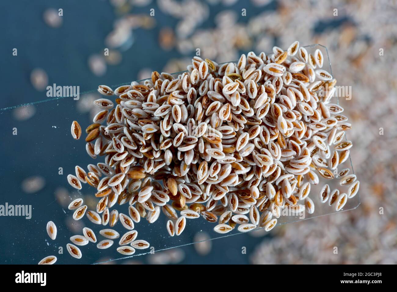 Indian flea seeds photographed in the studio against a black background ...