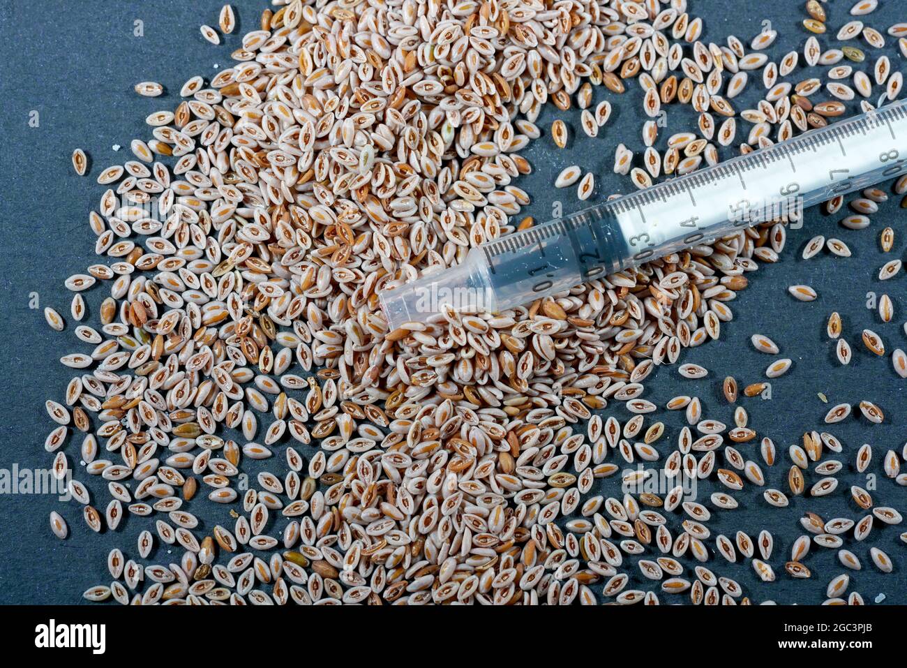 Indian flea seeds photographed in the studio against a black background ...