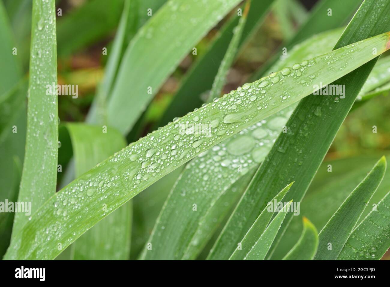 Iris leaves hi-res stock photography and images - Alamy