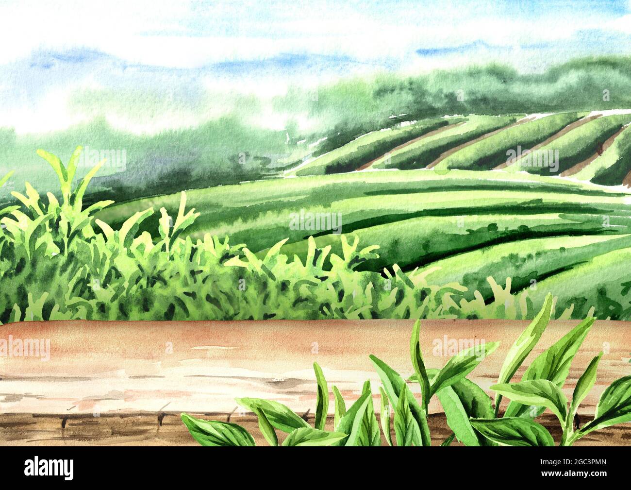 Wood floor on tea plantation. Hand drawn watercolor illustration Stock ...