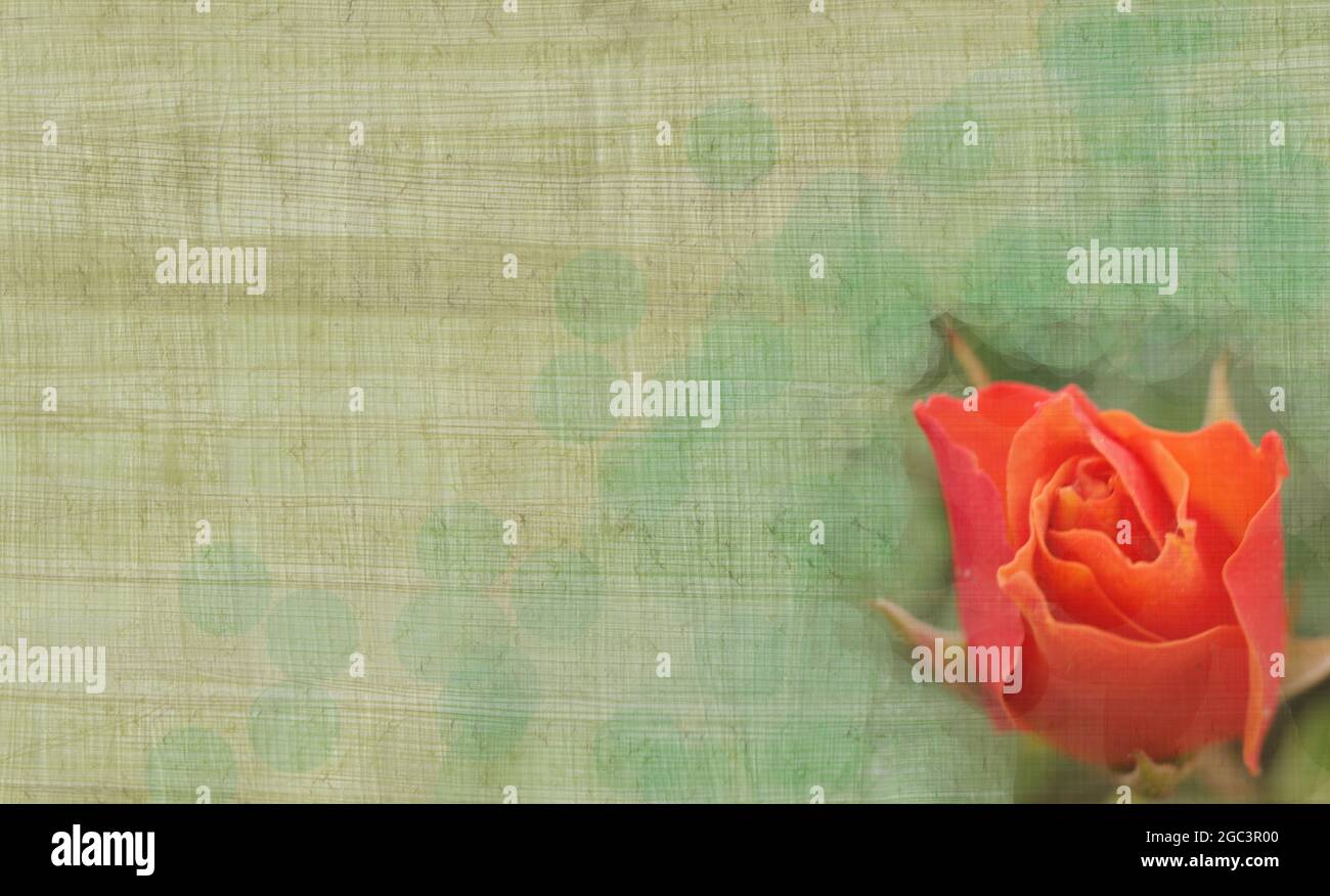 Orange-red rose on papyrus background Stock Photo - Alamy