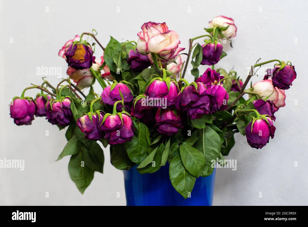 Dry multi-colored roses in a blue bucket or container in front of a ...