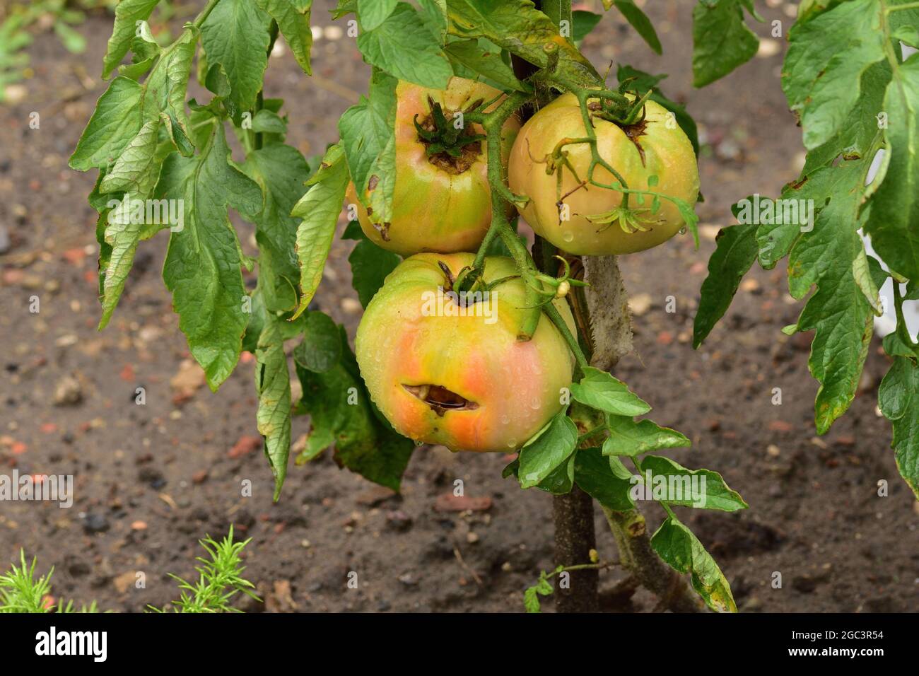 Sick tomato plant leaf hi-res stock photography and images - Alamy