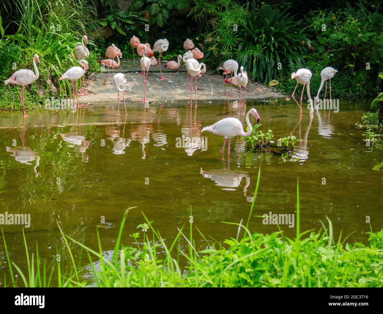 Close up shot of many Lesser Flamingo at Taiwan Stock Photo - Alamy