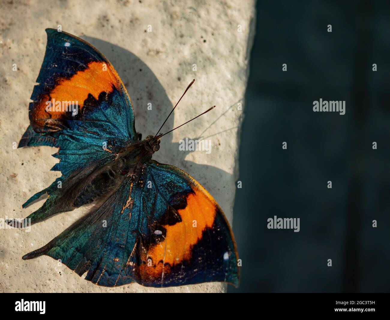 Indian oakleaf butterfly hi-res stock photography and images - Alamy