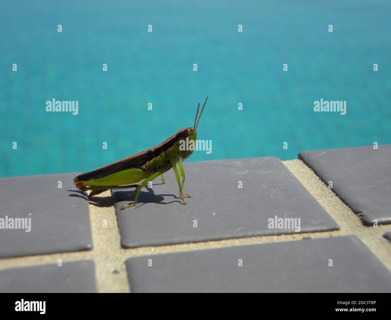 Close up shot of a Oxya grasshopper by the pool at Taiwan Stock Photo ...