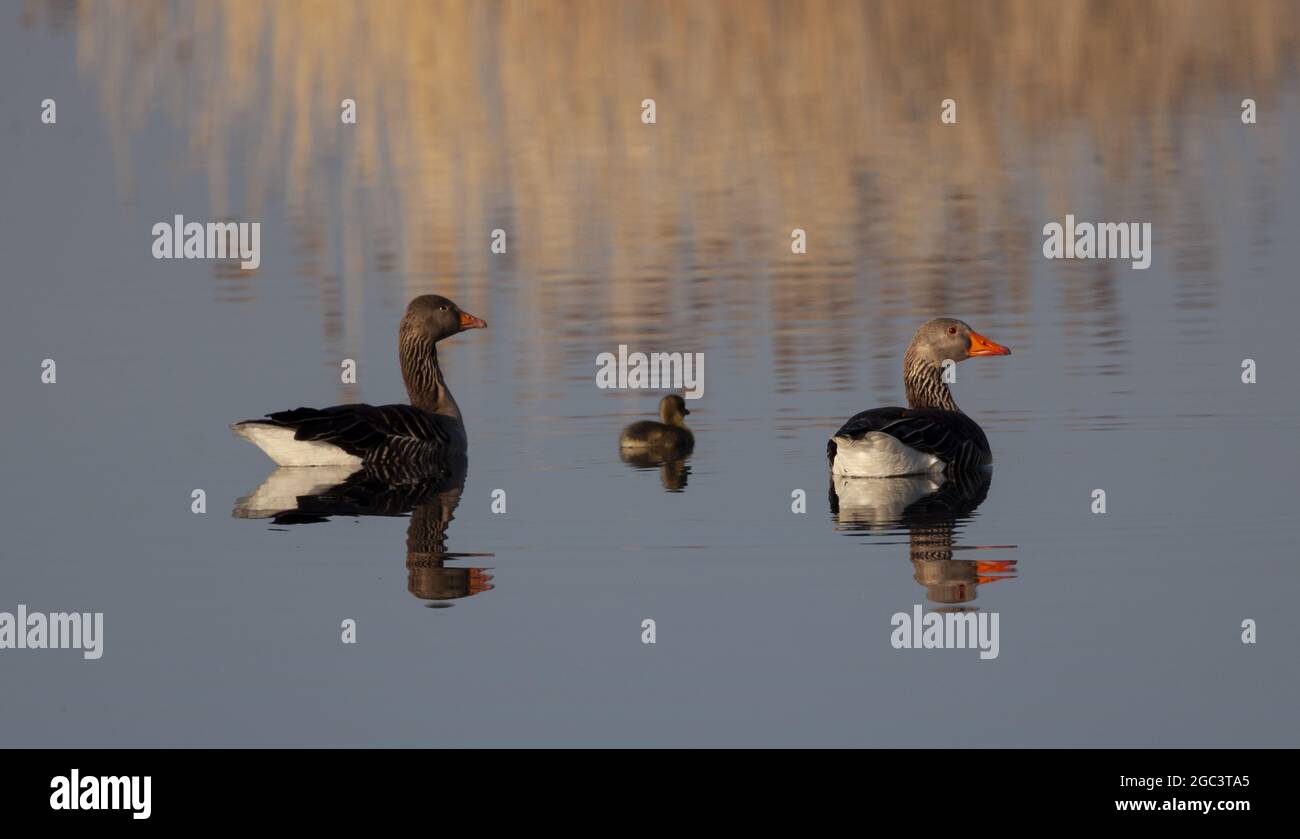 Closeup shot of two ducks and a duckling swimming in the lake Stock ...