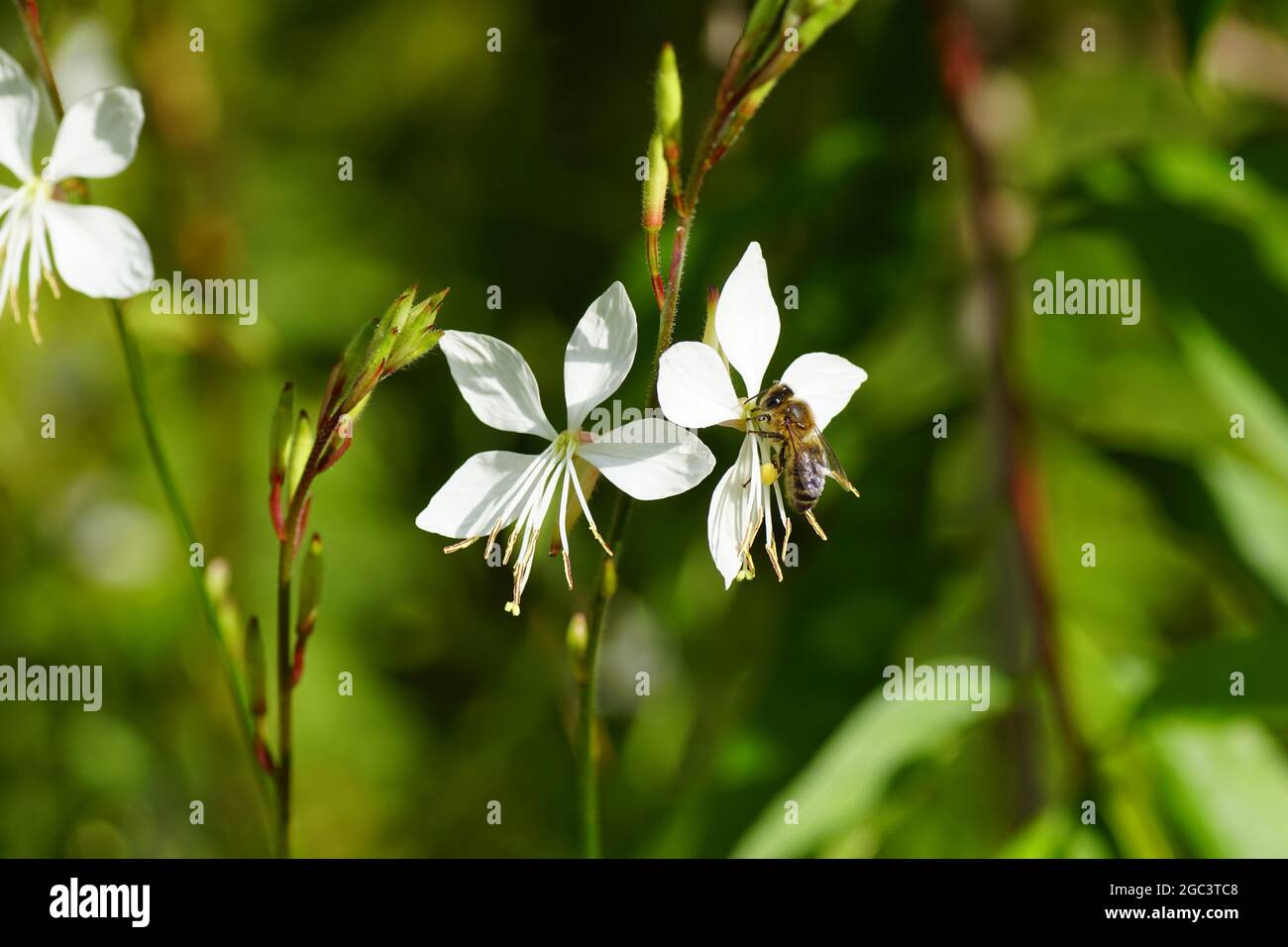 Flowers of white gaura (Gaura lindheimeri), family Onagraceae and a ...