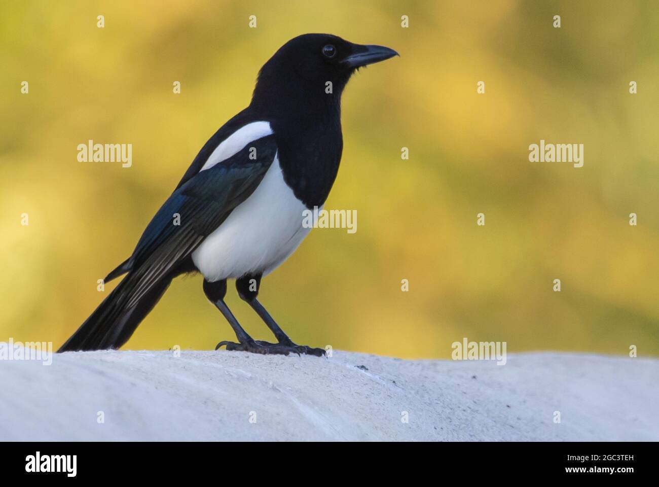 Closeup shot of a sitting magpie on a blurred background Stock Photo ...