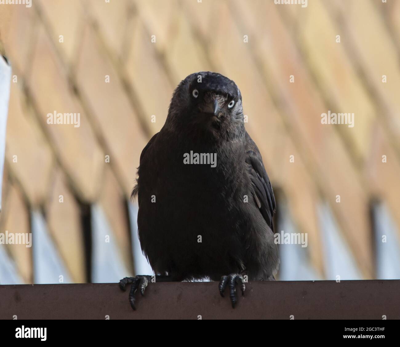 Closeup shot of a black raven sitting and staring on a camera Stock ...