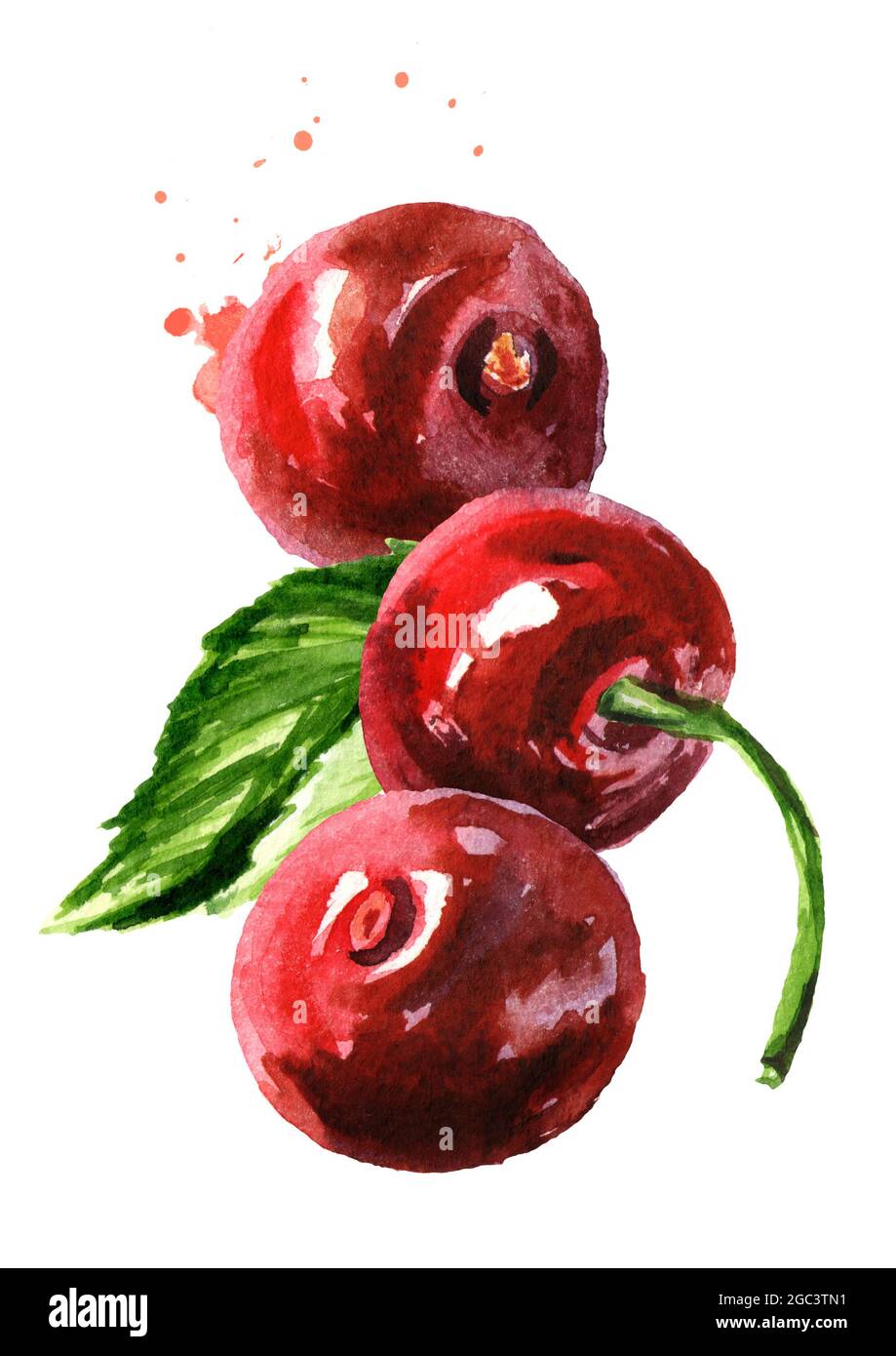 Cherry. Falling ripe cherries. Watercolor hand drawn illustration ...