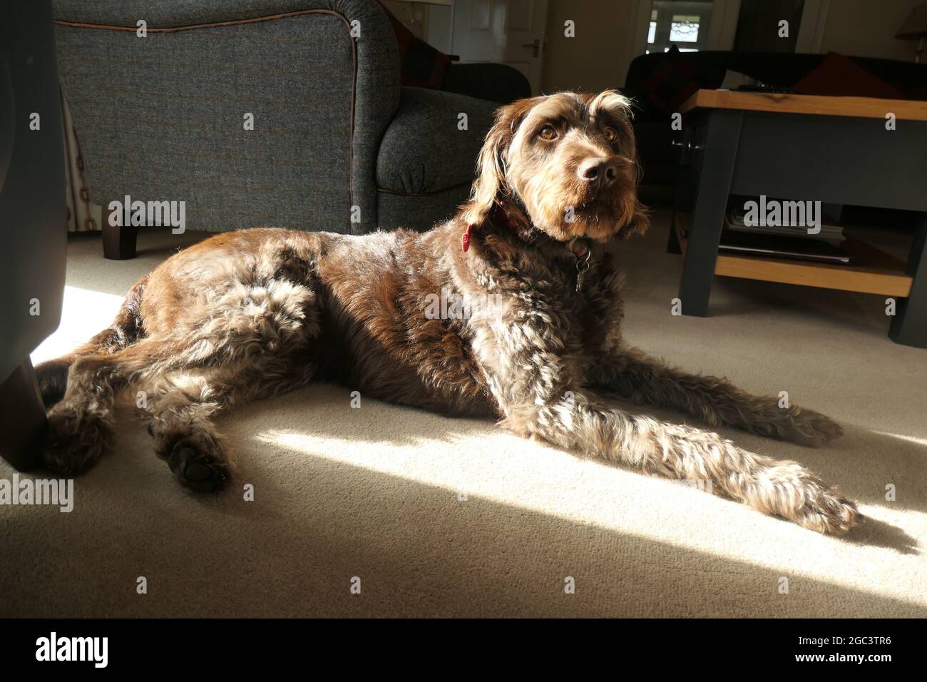 Merlin brown male labradoodle dog animal inside posing watching looking ...
