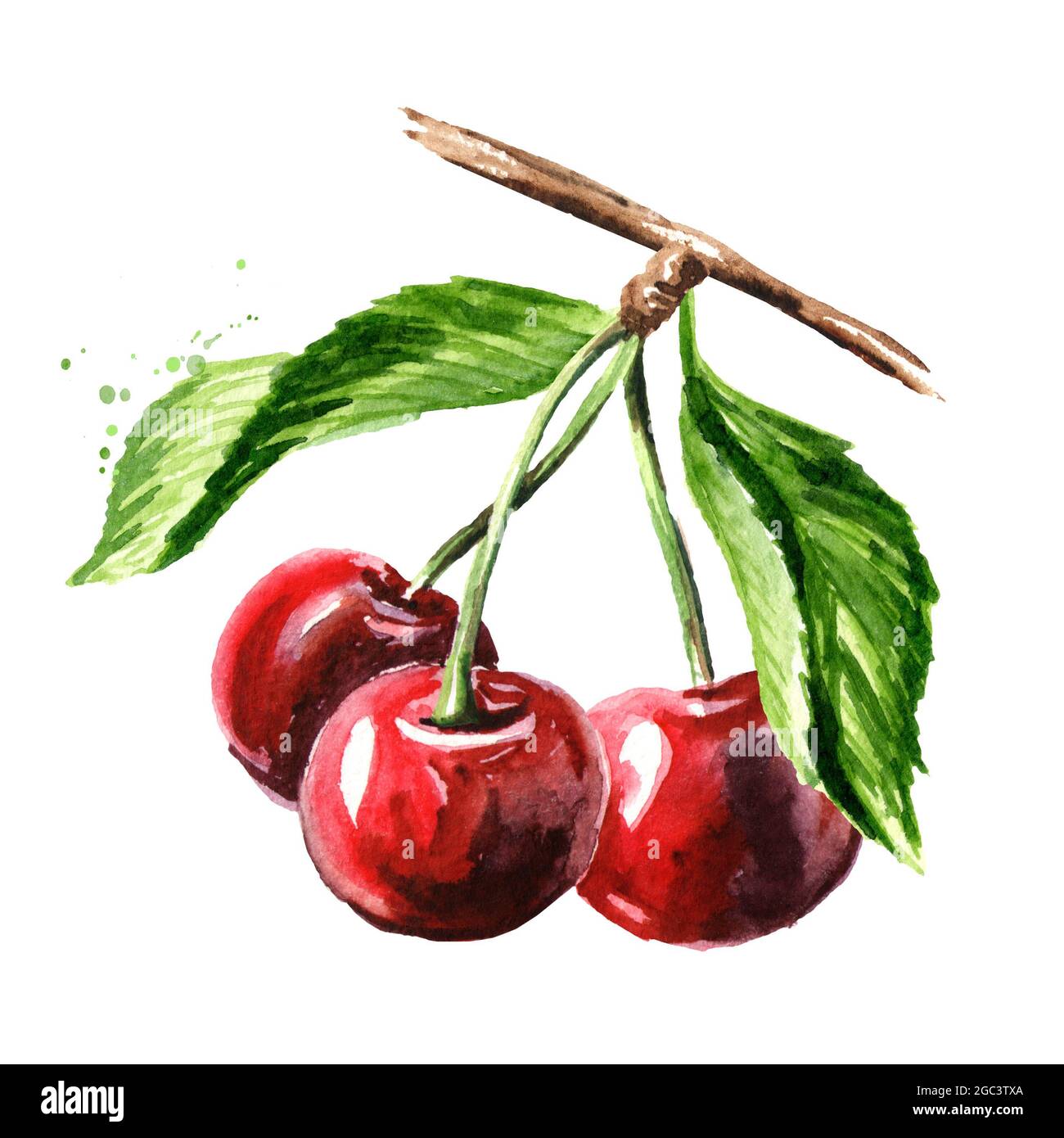 Cherry. Ripe cherries on the branch. Watercolor hand drawn illustration ...