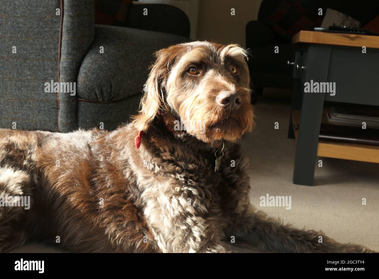 Merlin labradoodle dog Stock Photo - Alamy