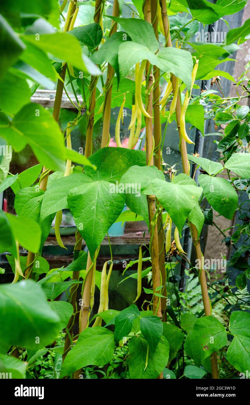 French Climbing bean 'Sunshine' growing in a back garden Stock Photo ...