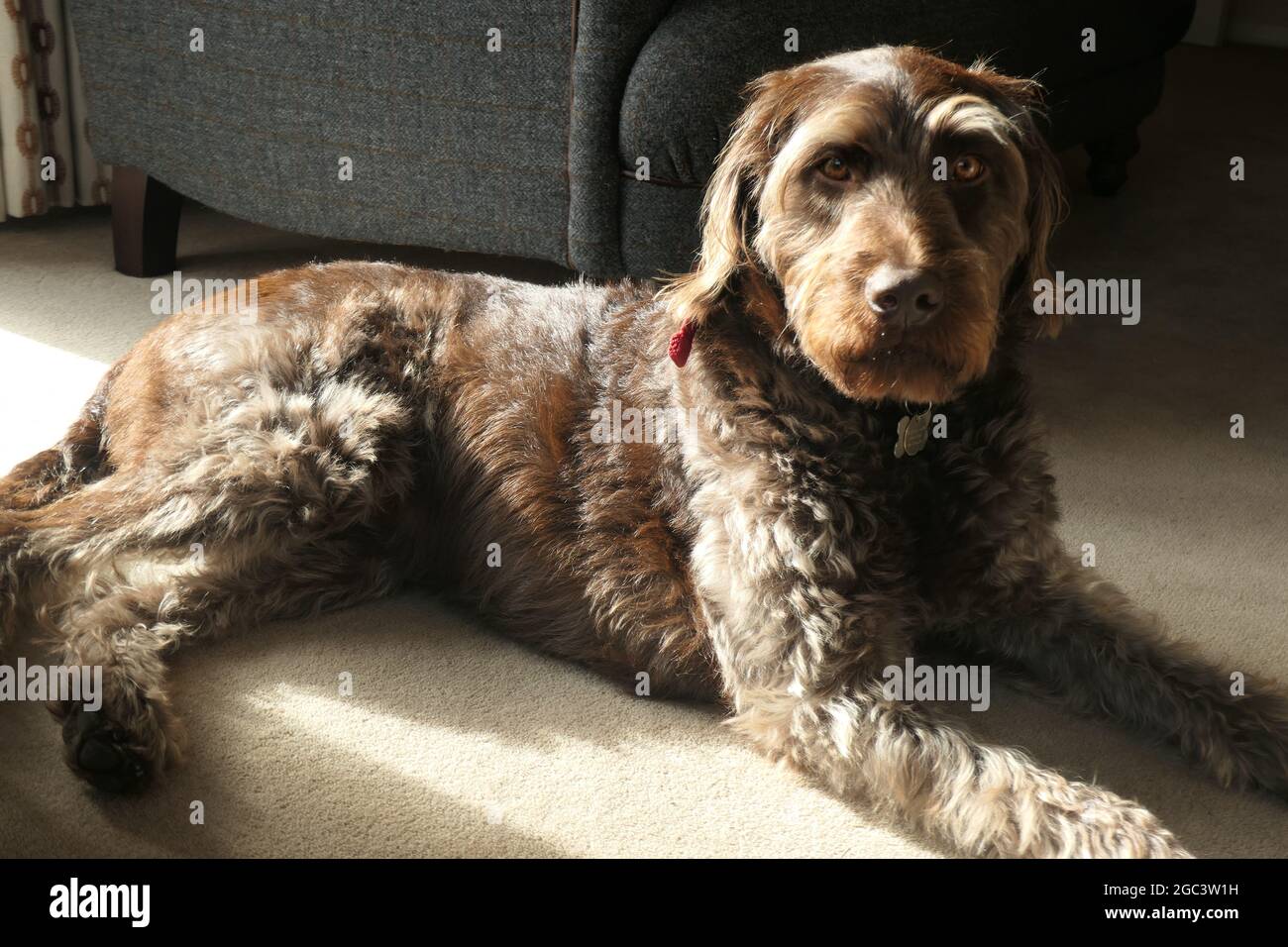 Merlin labradoodle dog Stock Photo - Alamy