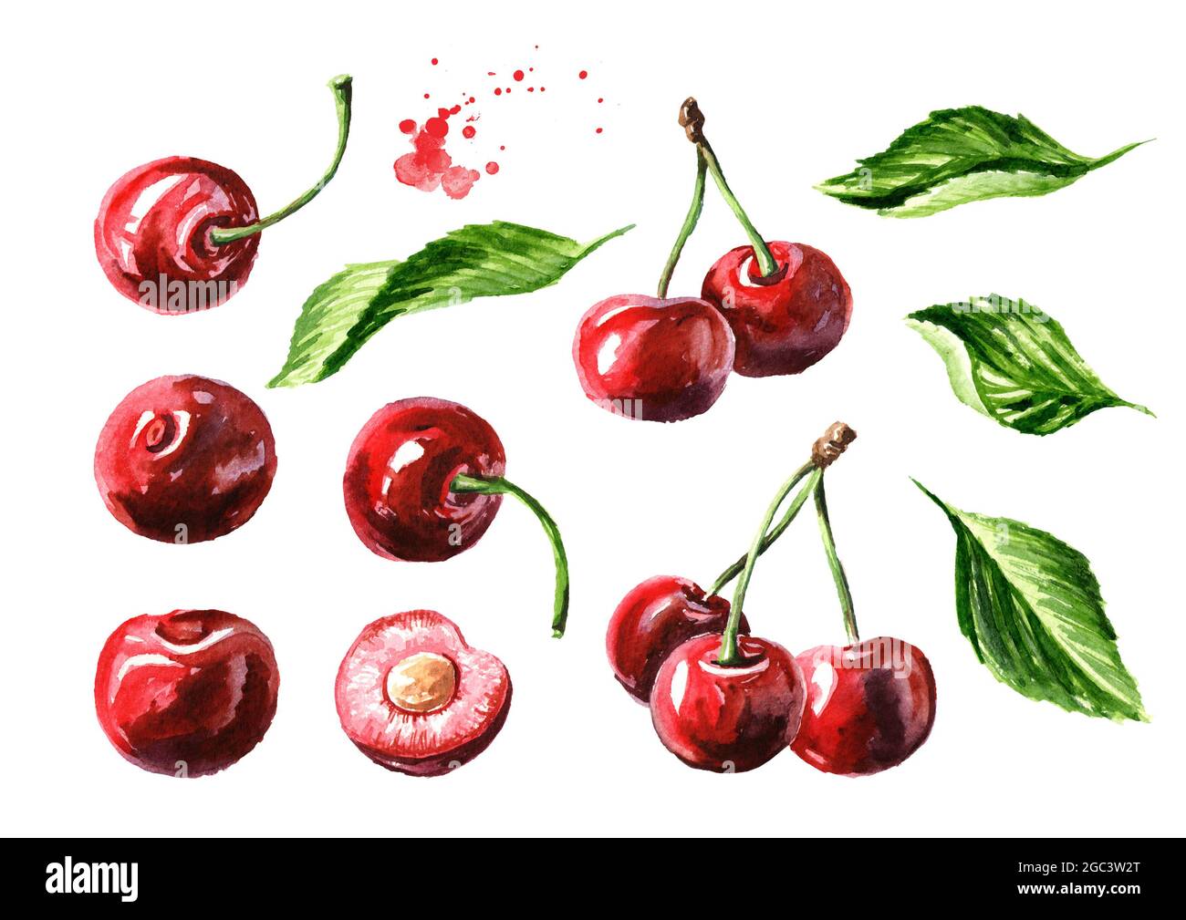 Fresh ripe cherry with leaves elements set. Watercolor hand drawn ...