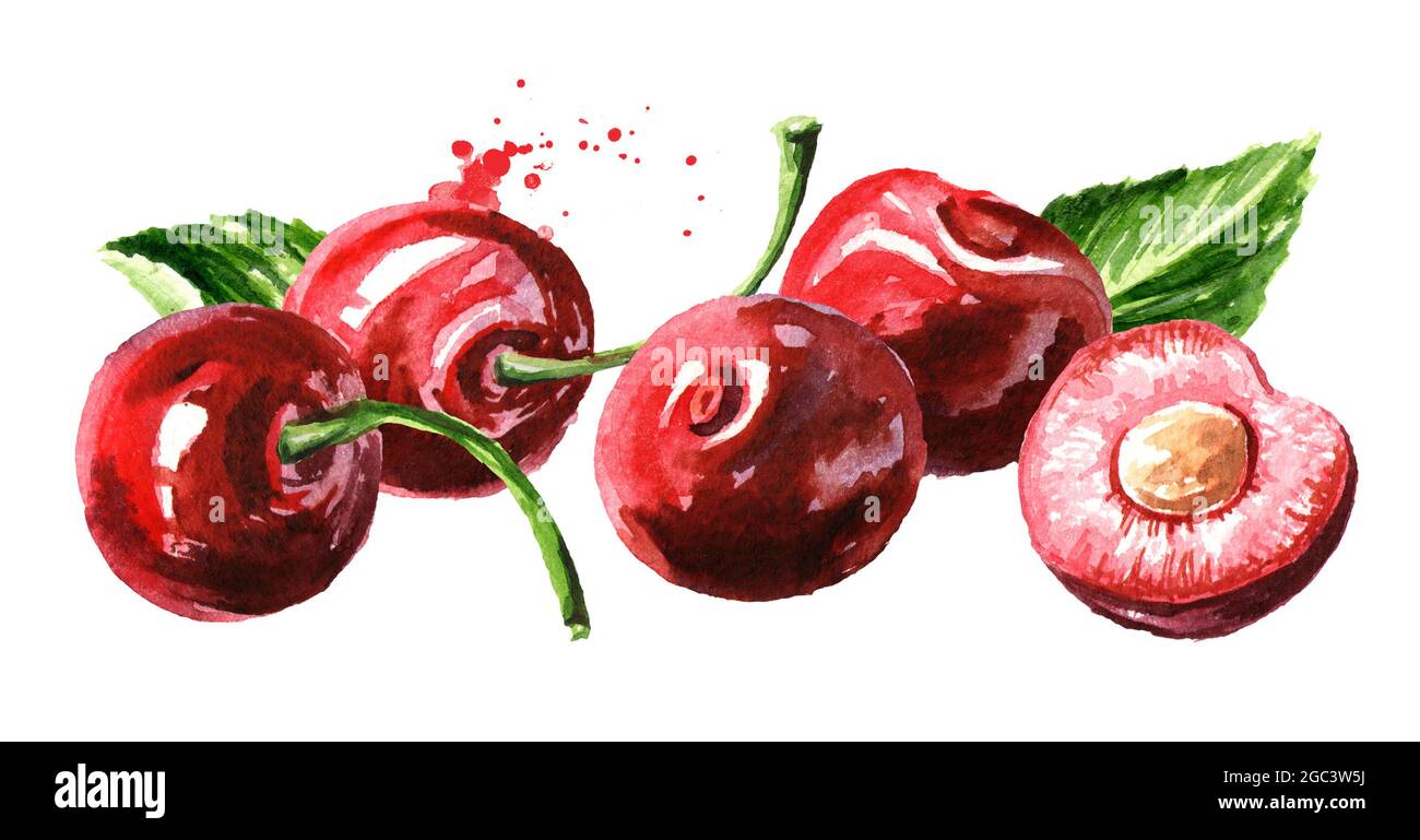 Fresh ripe cherry, horizontal composition. Watercolor hand drawn ...