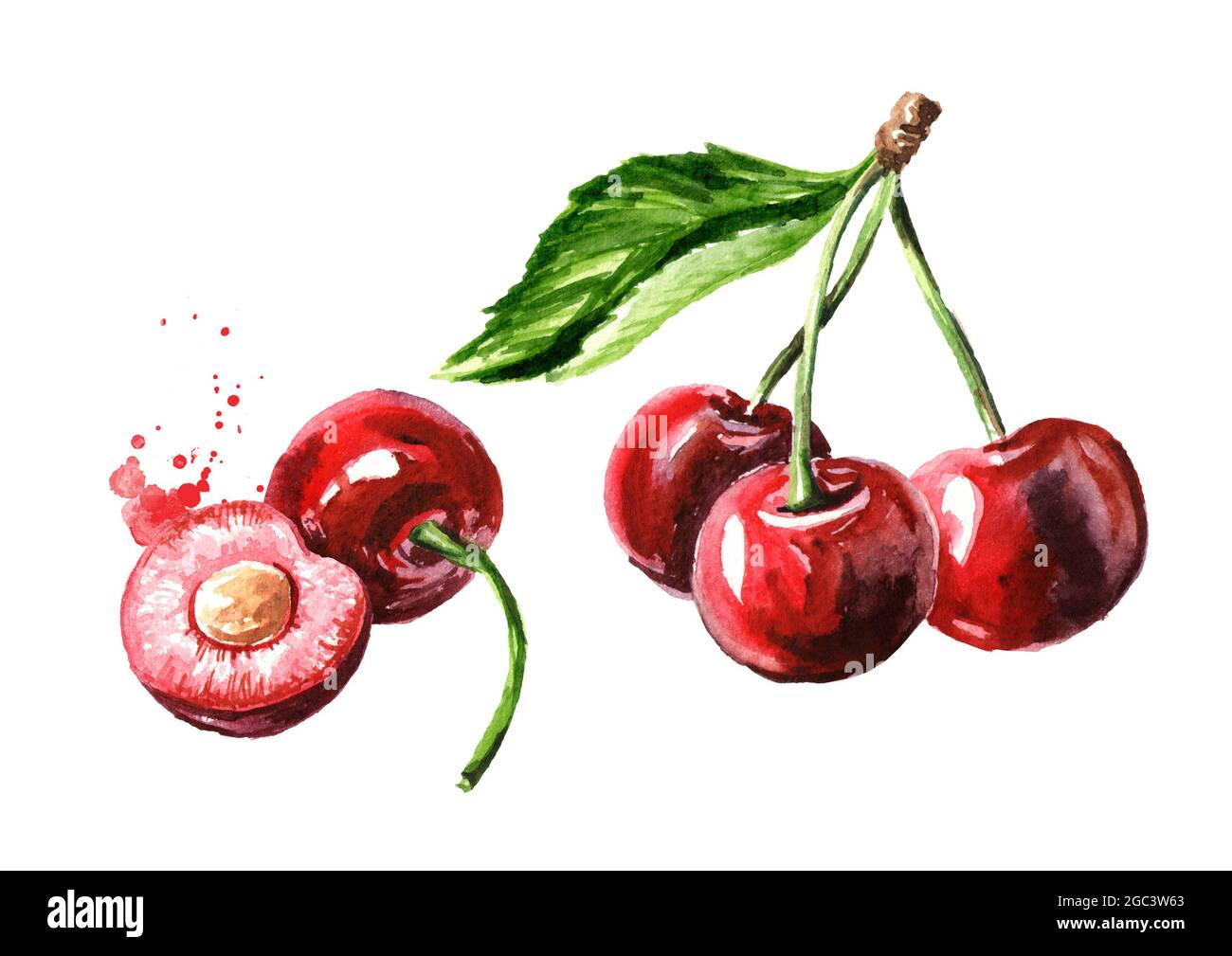 Fresh ripe cherry. Watercolor hand drawn illustration, isolated on ...