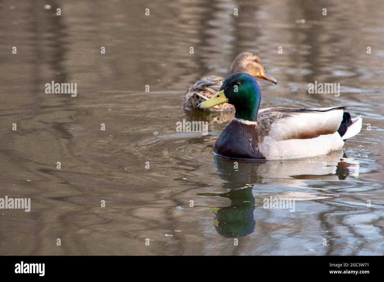A very beautiful multi-colored duck drake floating on the water, close ...