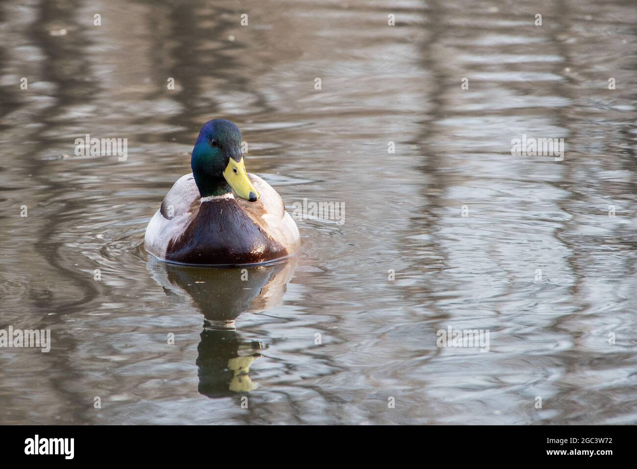 Multi colored duck hi-res stock photography and images - Alamy
