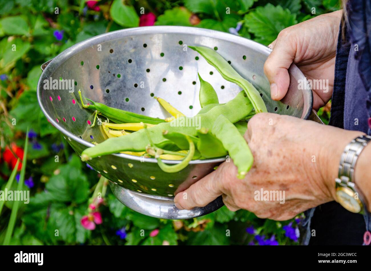 A female hand holding a metal colander fill of french beans and runner ...